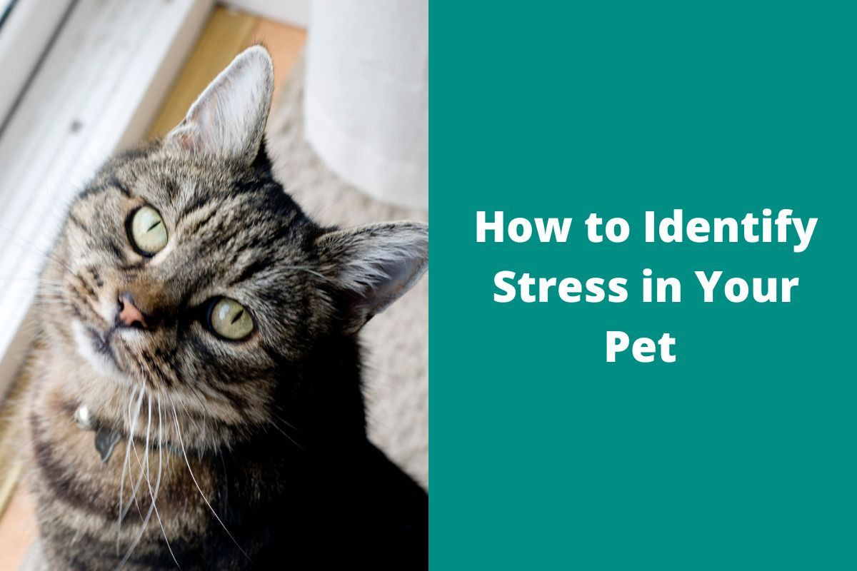 How To Identify Stress In Your Pet | Brier Veterinary Hospital